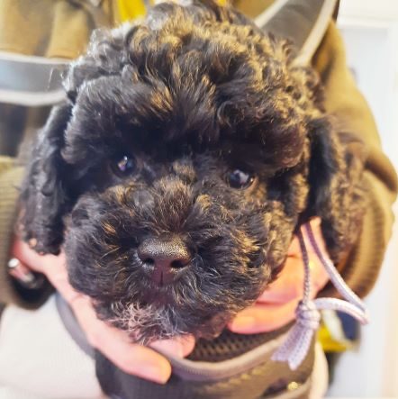 Puppy Package – Toodles Dog Grooming Salon & Boutique